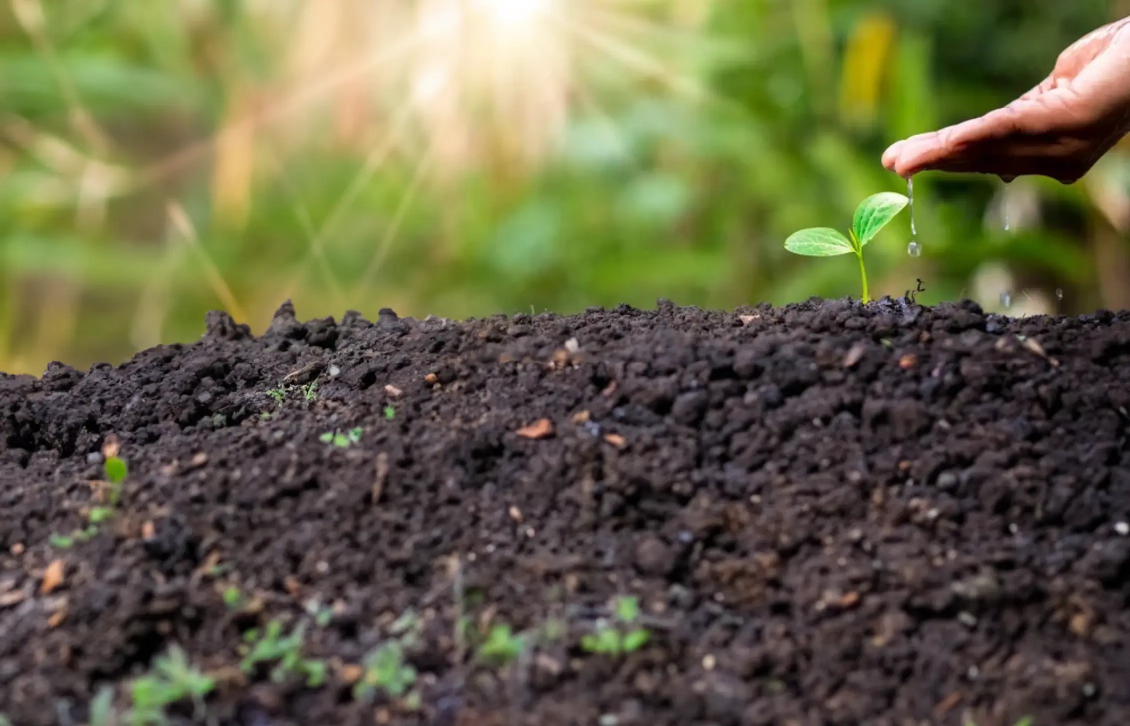 Galerie - Hegi Garten AG